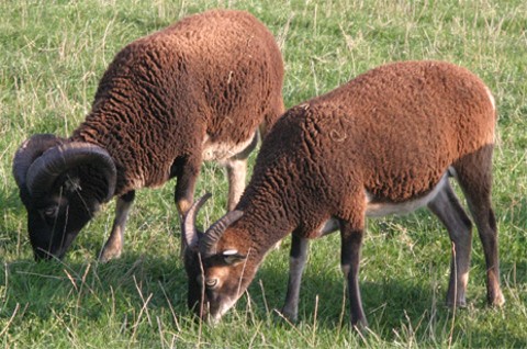 Soay-Schaf