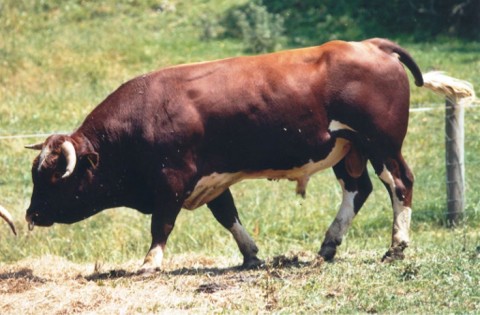 Bildergalerie Rinder